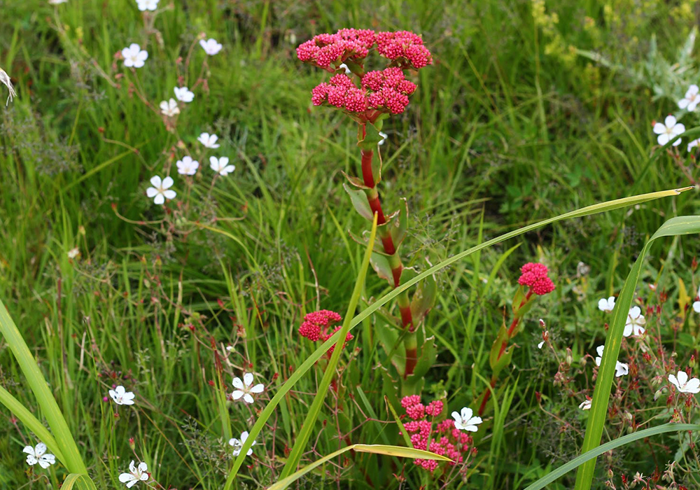 Kitulo national park | TOGORO ADVENTURE SAFARIS