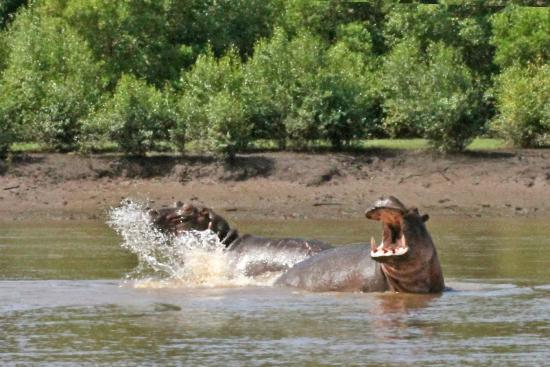 Tanzanian Wildlife | Saadani National Park